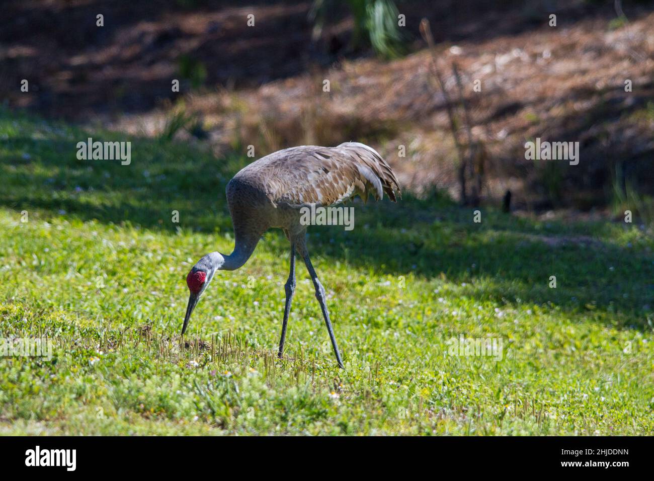 Sand hill crane looking for food Stock Photo - Alamy