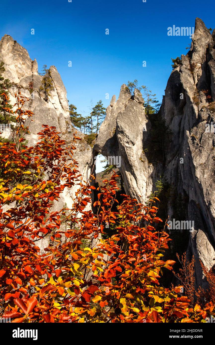 cliffs draped in autumn leaves, Sulov rocks in Slovakia, central Europe ...