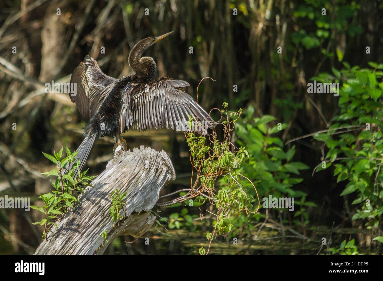 Anhinga drying its wings in the sun Stock Photo - Alamy