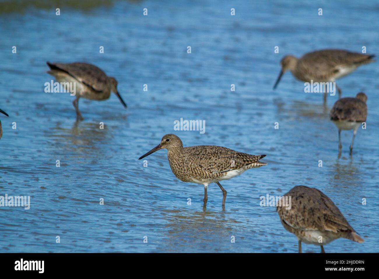 Willets foraging for food Stock Photo - Alamy