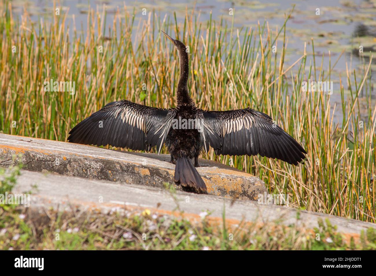 Anhinga drying it's wings Stock Photo - Alamy