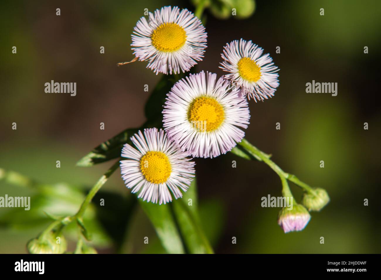Daisy fleabane hi-res stock photography and images - Alamy