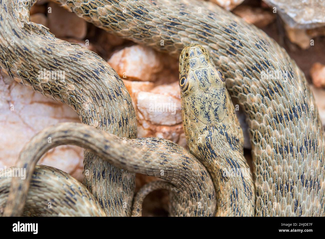 Dice snake (Natrix tessellata) semi-aquatic snake in the family ...