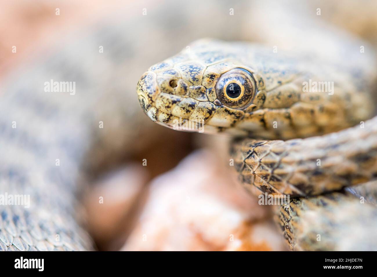 Dice snake (Natrix tessellata) semi-aquatic snake in the family ...