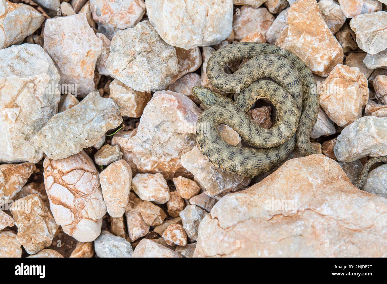 Dice snake (Natrix tessellata) semi-aquatic snake in the family ...