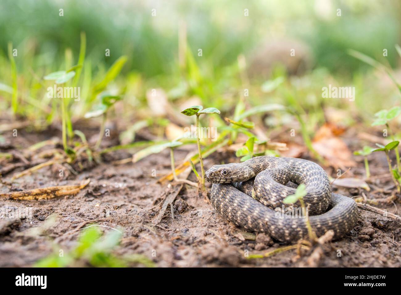 Dice snake (Natrix tessellata) semi-aquatic snake in the family ...