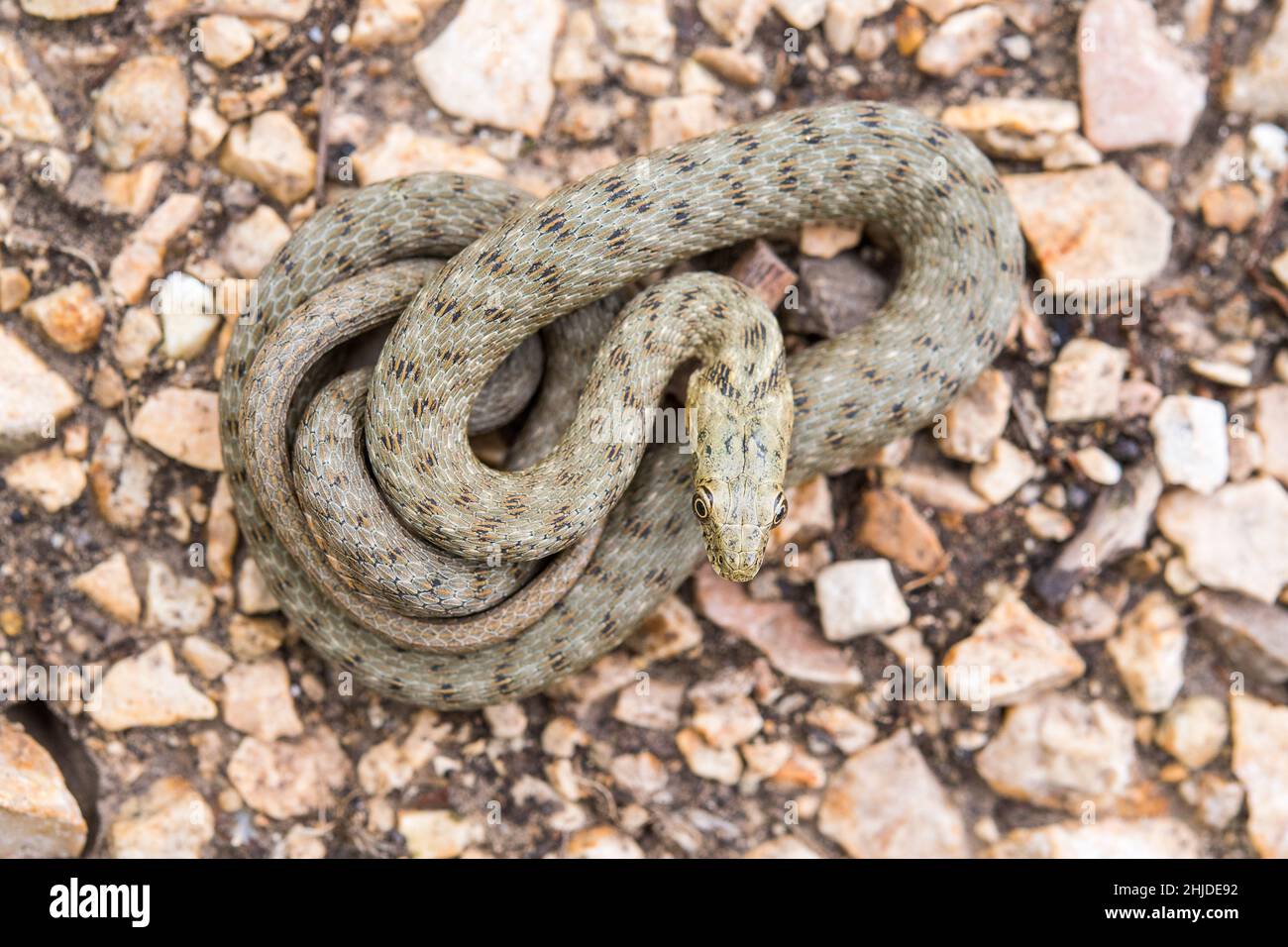 Dice snake (Natrix tessellata) semi-aquatic snake in the family ...