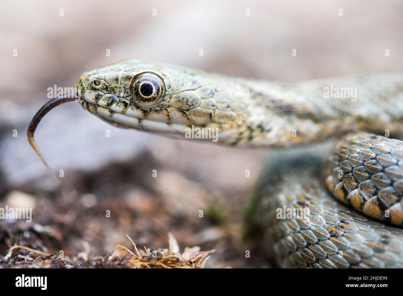 Dice snake (Natrix tessellata) semi-aquatic snake in the family ...
