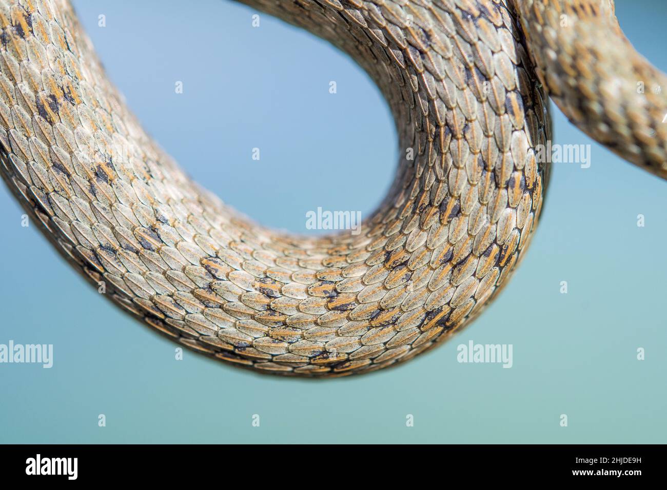 Dice snake (Natrix tessellata) semi-aquatic snake in the family ...