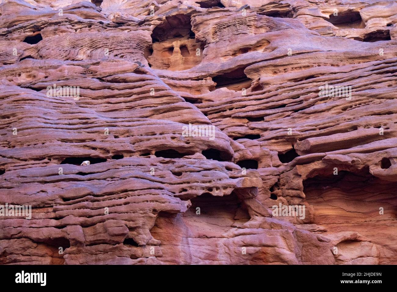 Sandstone weathered and worn down to soft curves in Sinai desert Stock ...