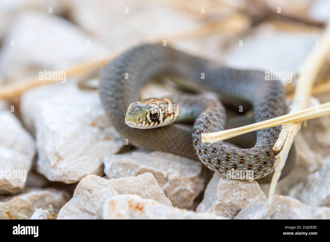 Balkan whip snake (Hierophis gemonensis, formerly known as Coluber ...