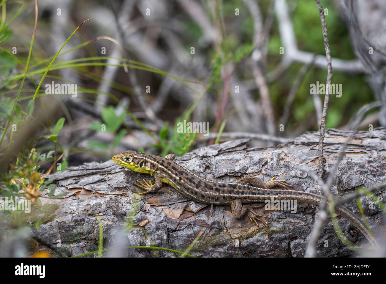 Sand lizard (Lacerta agilis), female Stock Photo - Alamy