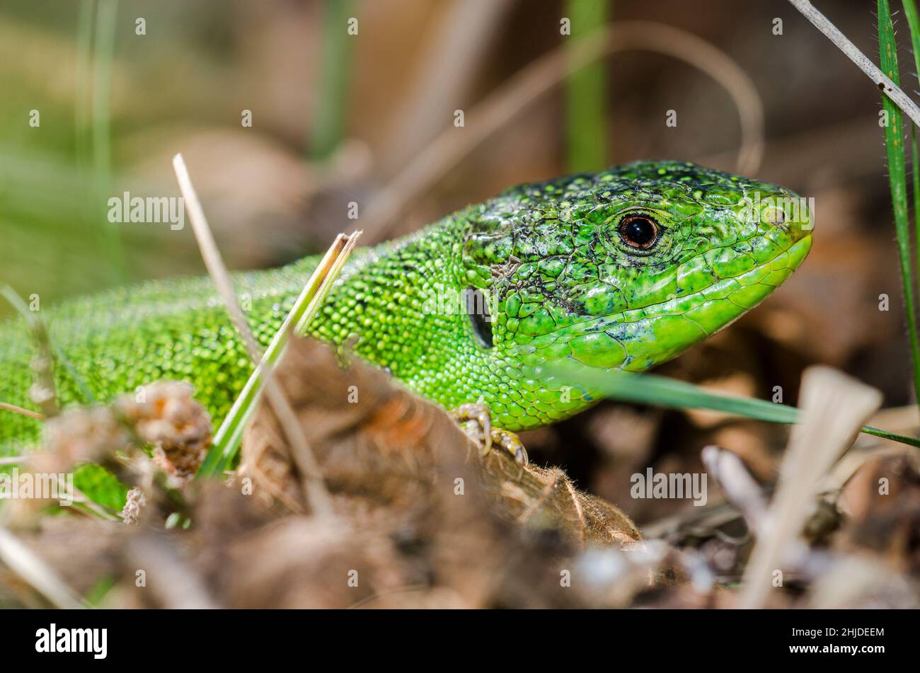 Western green lizard (Lacerta bilineata) is a lizard of the family ...