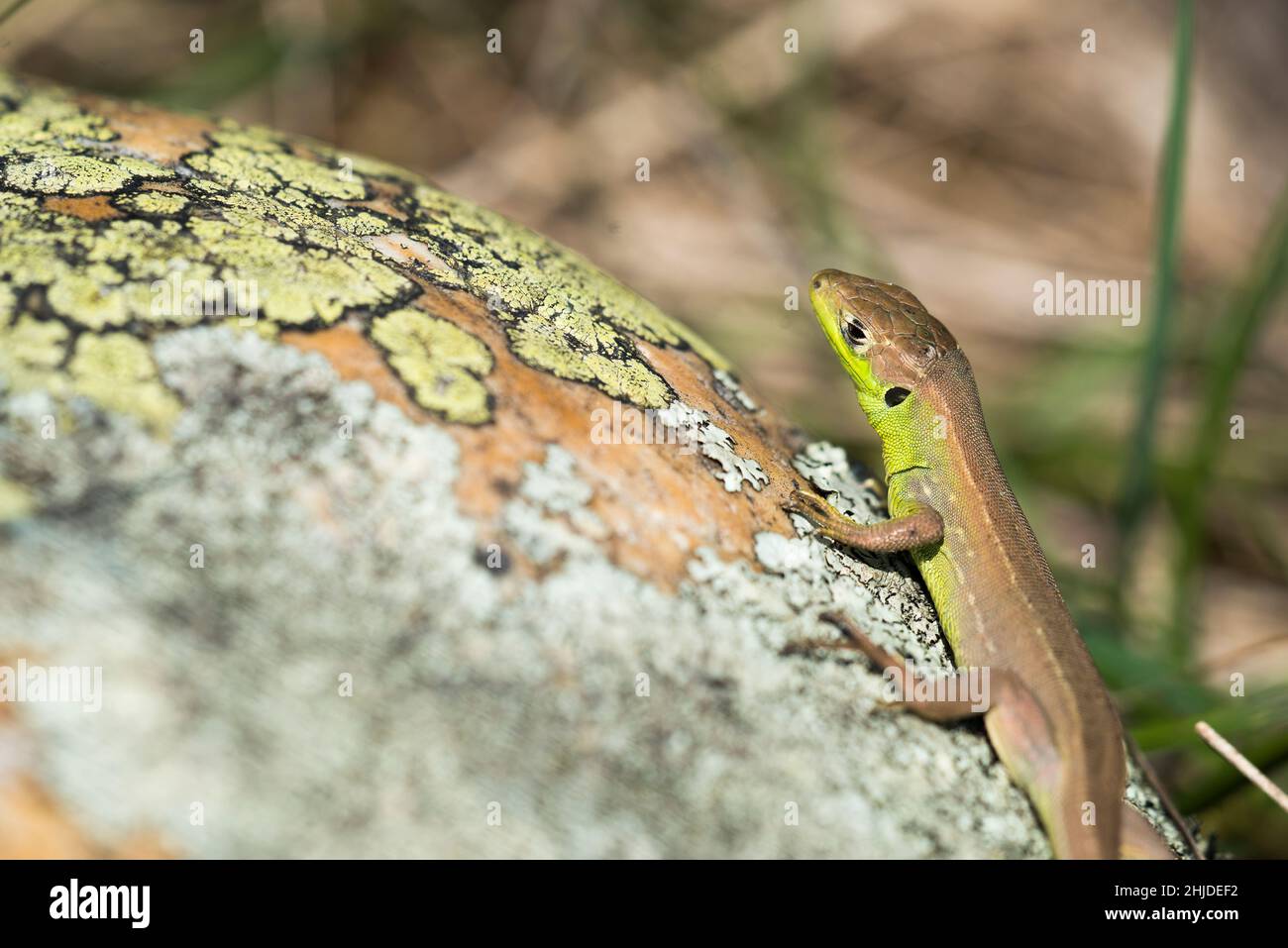 Western green lizard (Lacerta bilineata) is a lizard of the family ...