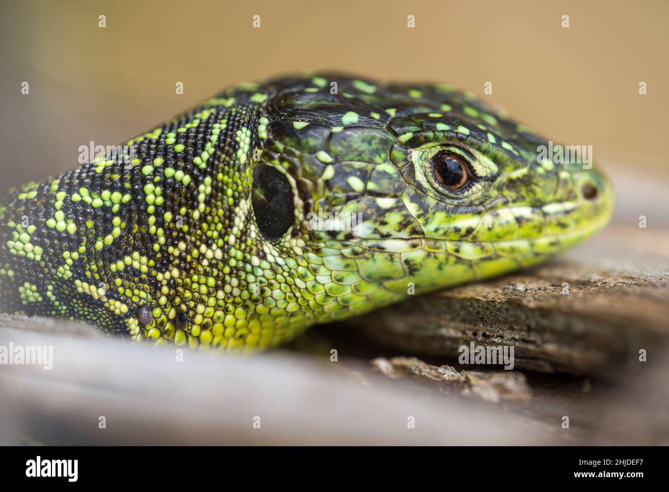 Western green lizard (Lacerta bilineata) is a lizard of the family ...