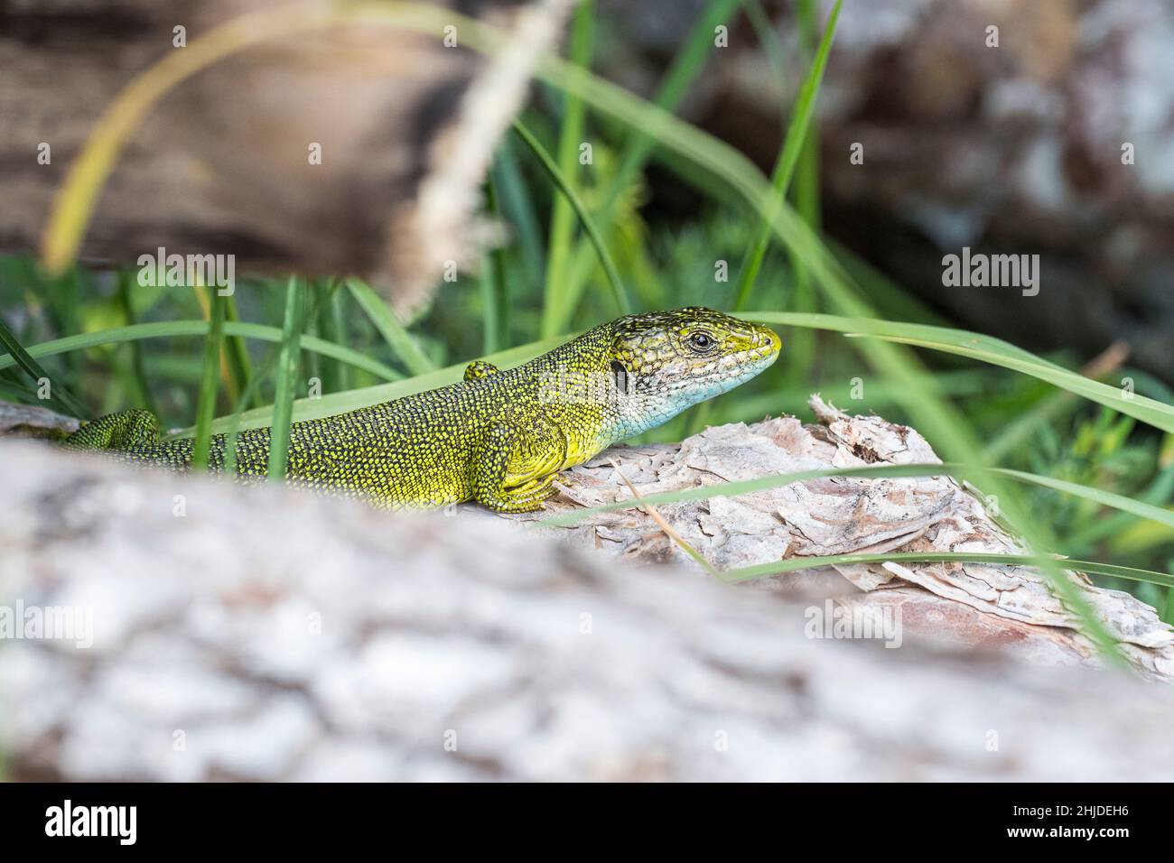 European green lizard or Eastern Green Lizard (Lacerta viridis), in ...