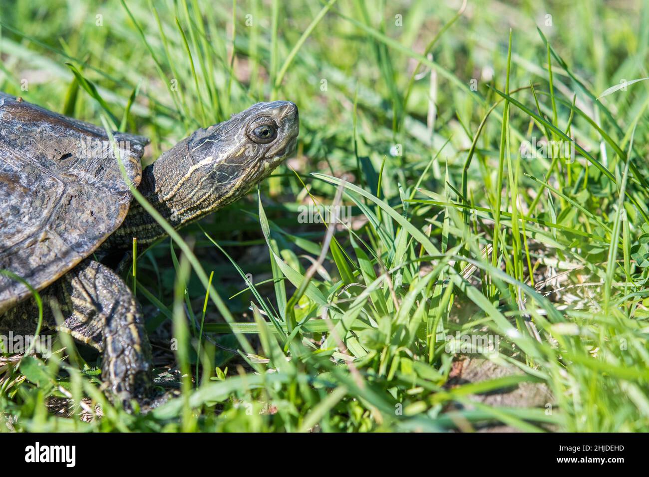 Terrapin portrait hi-res stock photography and images - Alamy