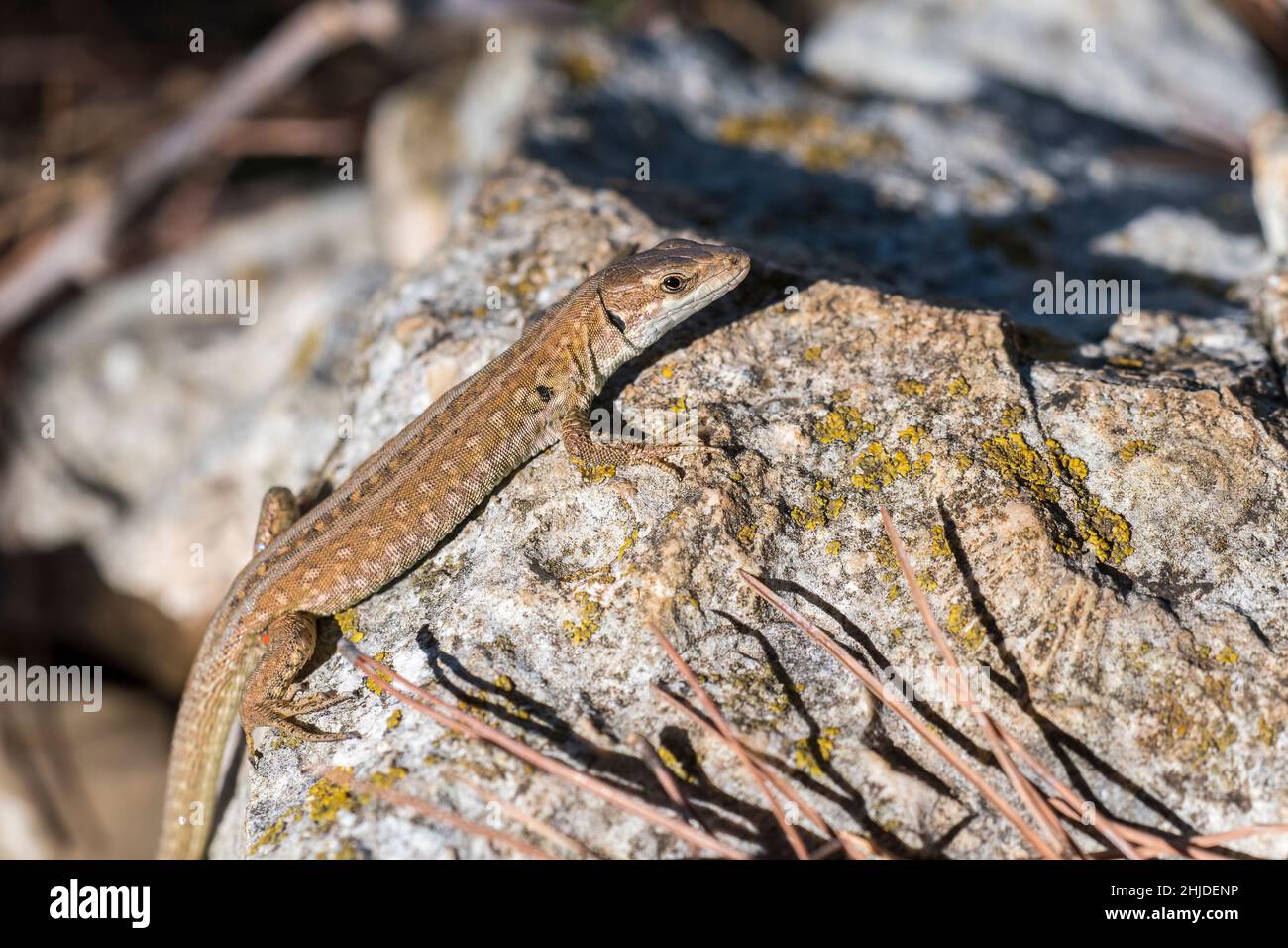 Northern Italian Wall Lizard (Podarcis siculus ssp. campestris Stock ...