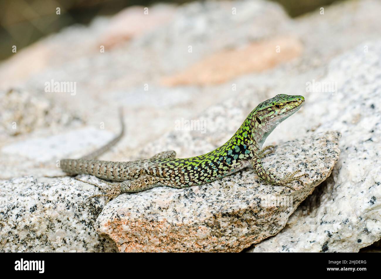 Italian Wall Lizard (Podarcis siculus cettii Stock Photo - Alamy