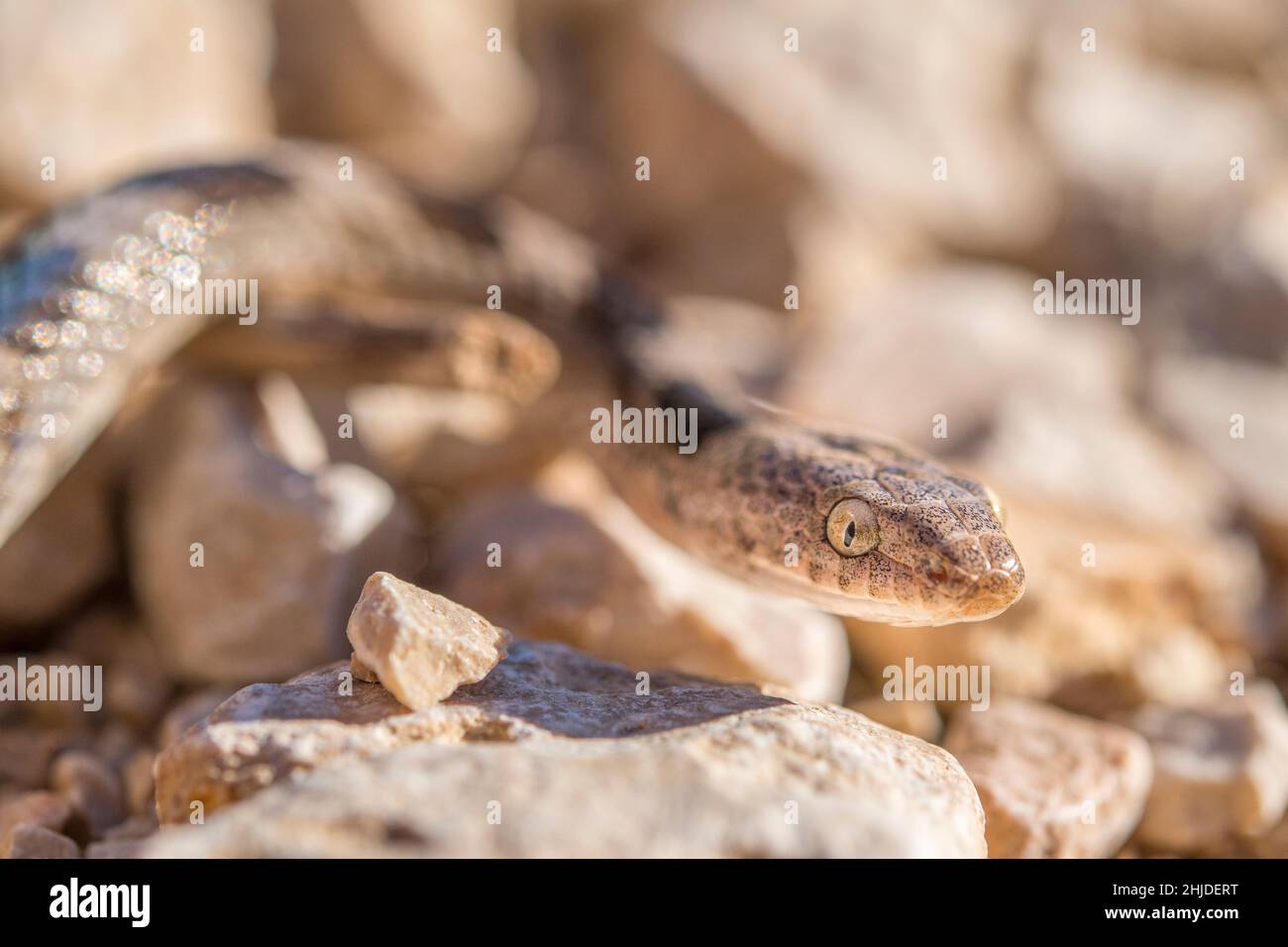 European cat snake (Telescopus fallax Stock Photo - Alamy