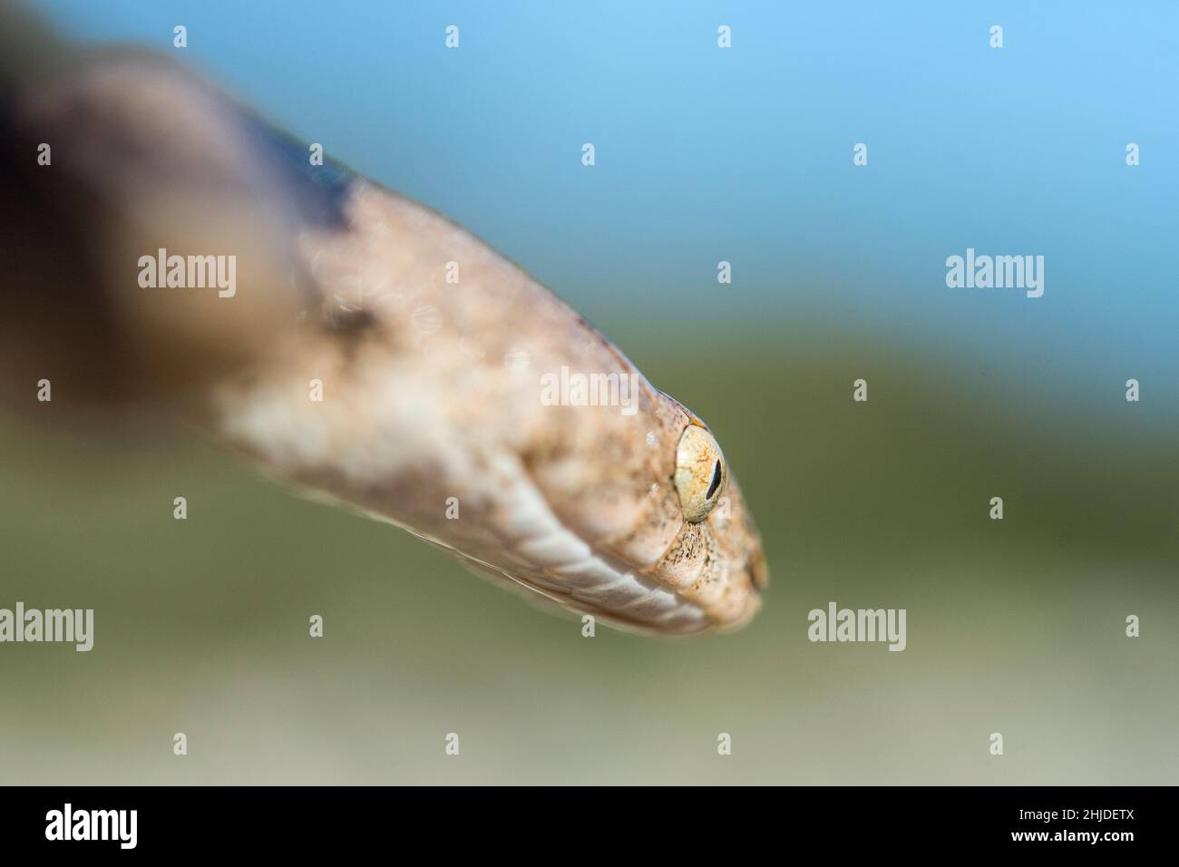 European cat snake (Telescopus fallax Stock Photo - Alamy