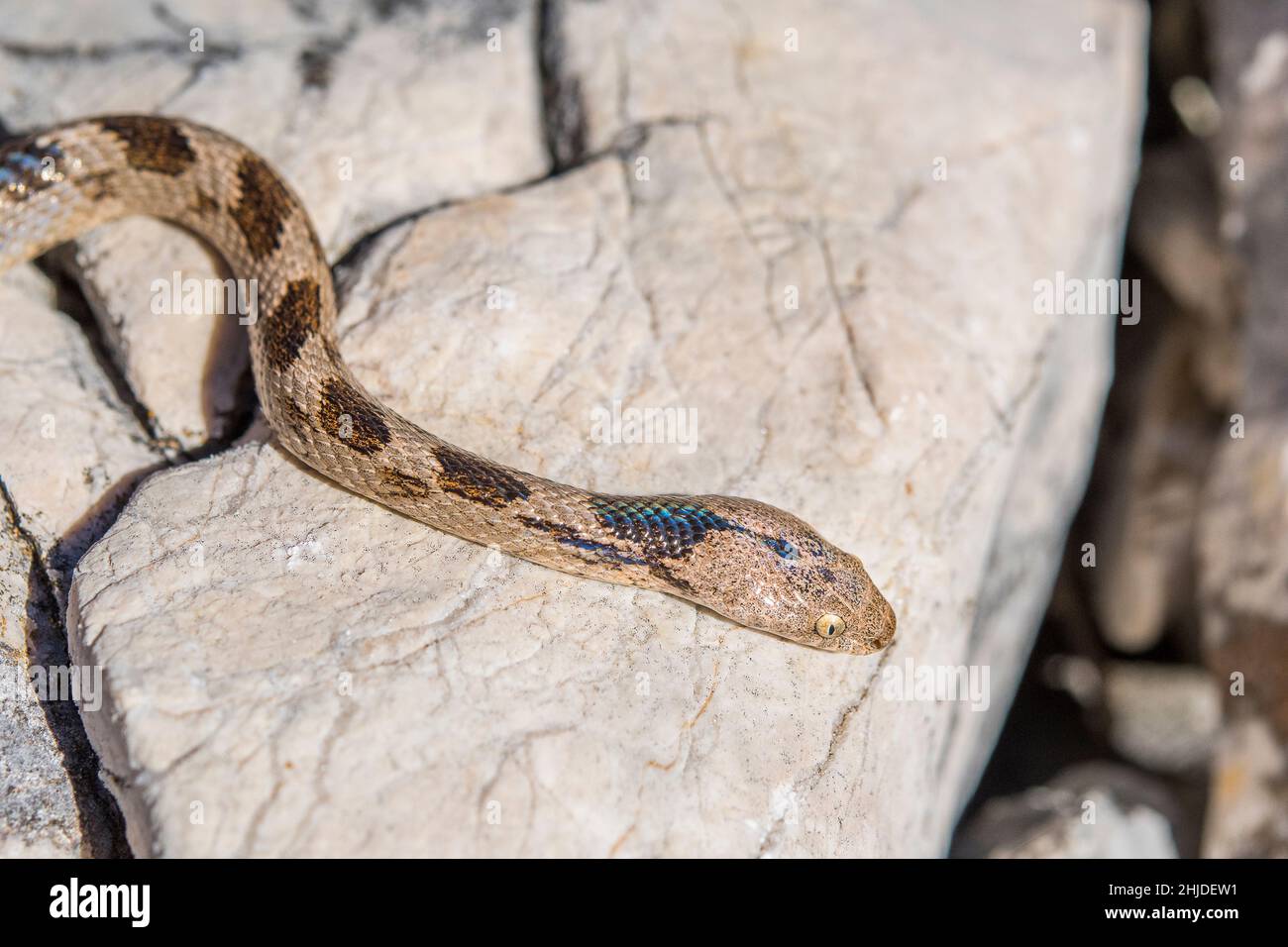 European cat snake (Telescopus fallax Stock Photo - Alamy