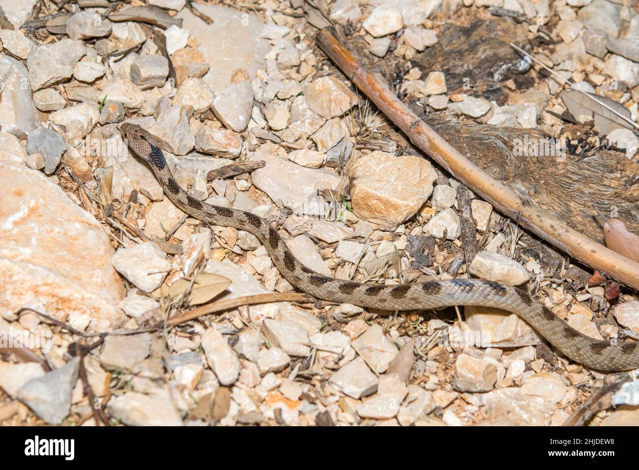 European cat snake (Telescopus fallax Stock Photo - Alamy
