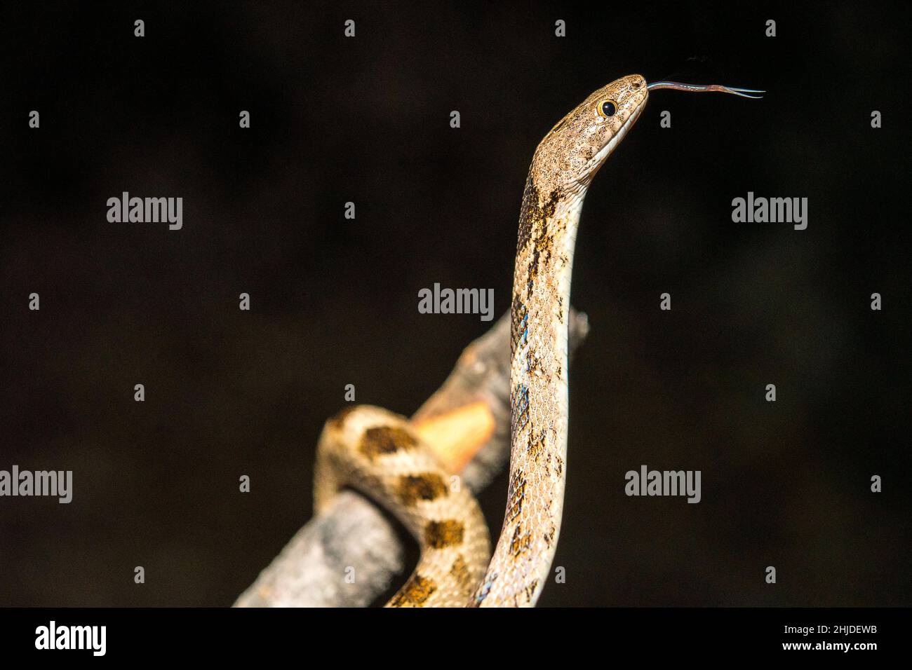 European cat snake (Telescopus fallax Stock Photo - Alamy