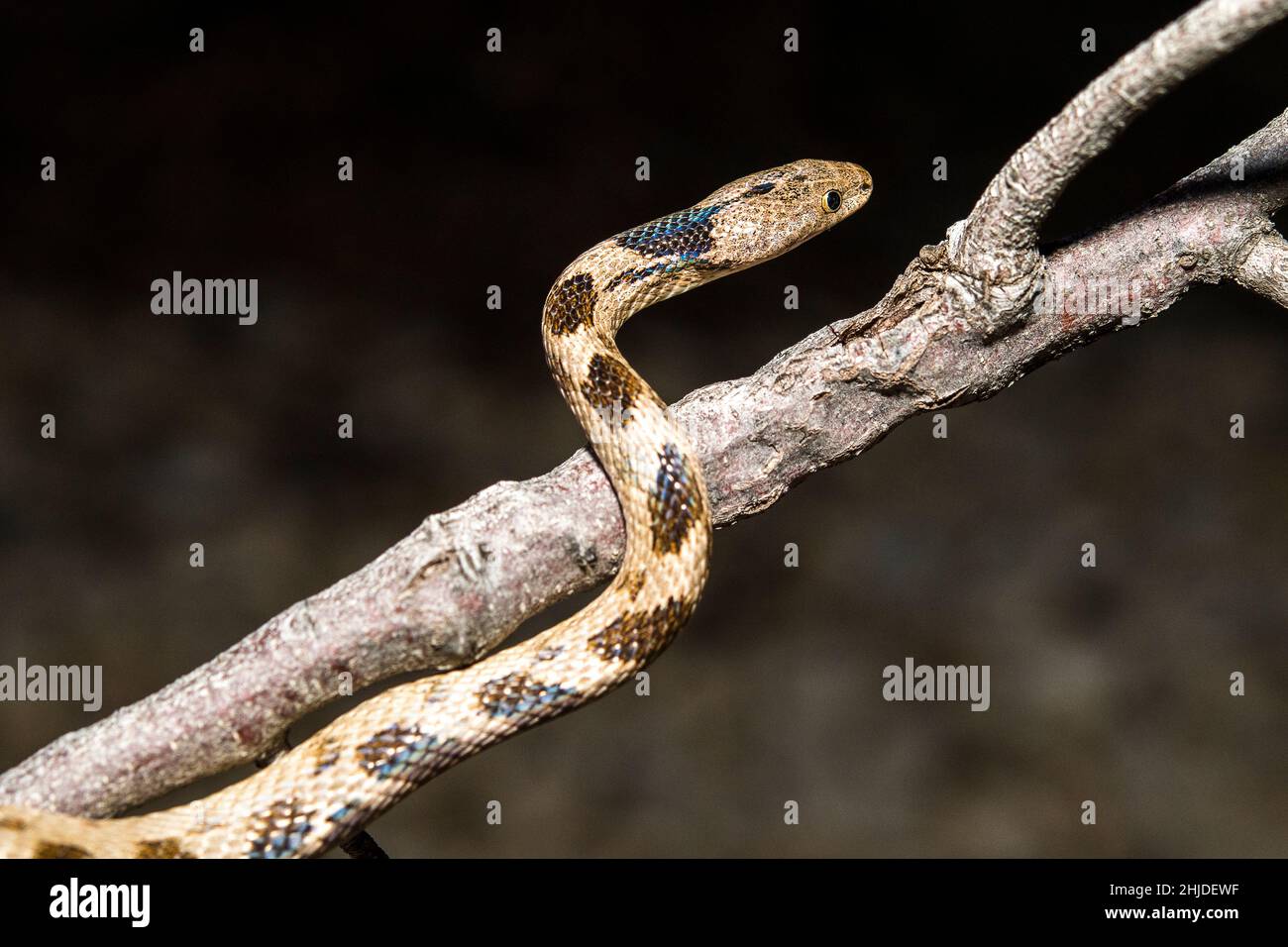 European cat snake (Telescopus fallax Stock Photo - Alamy
