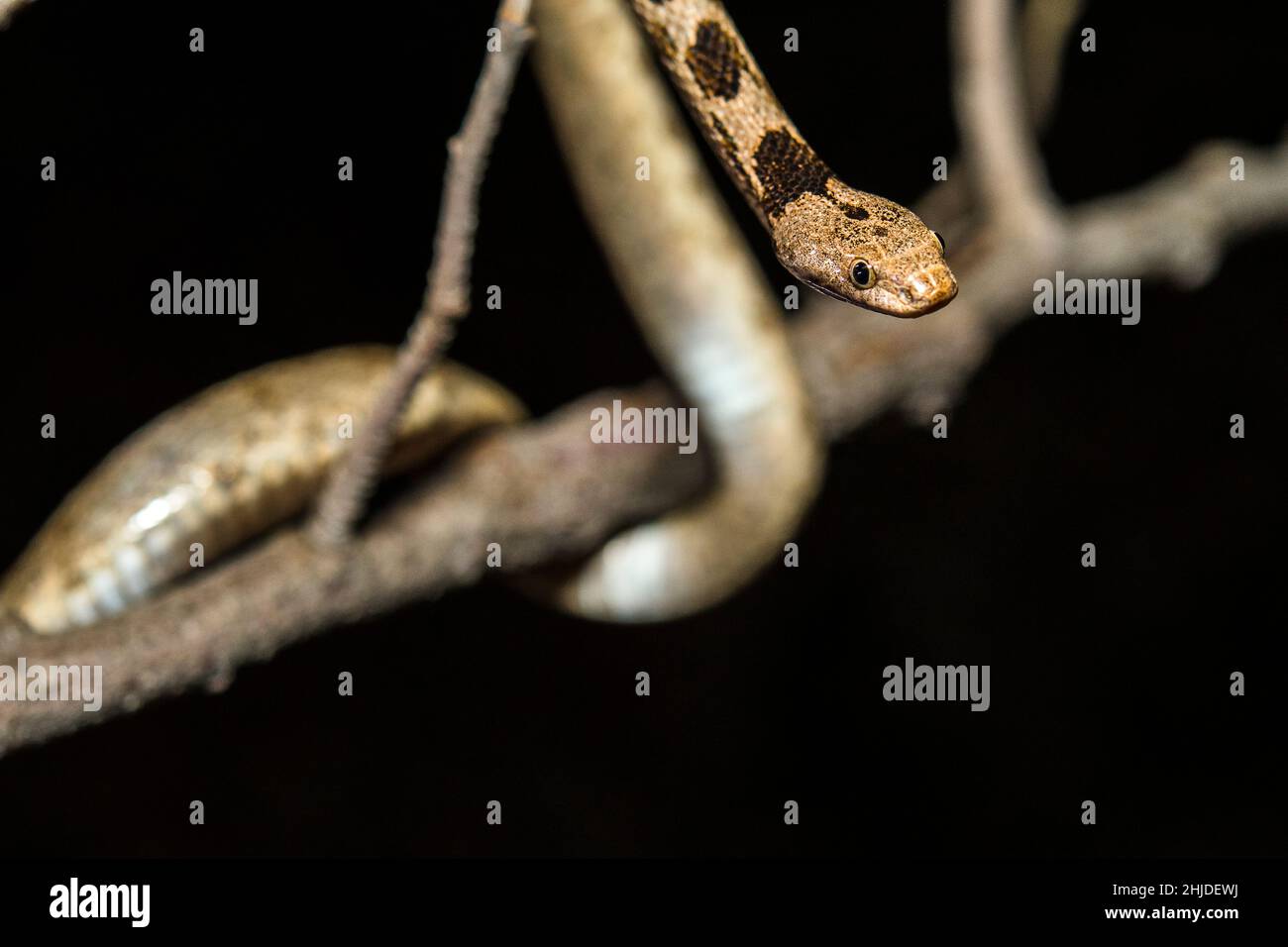 European cat snake (Telescopus fallax Stock Photo - Alamy