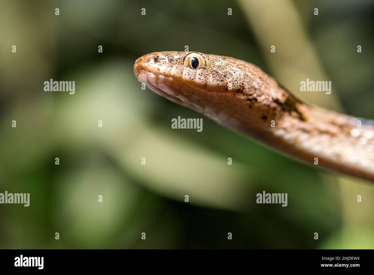 European cat snake (Telescopus fallax Stock Photo - Alamy