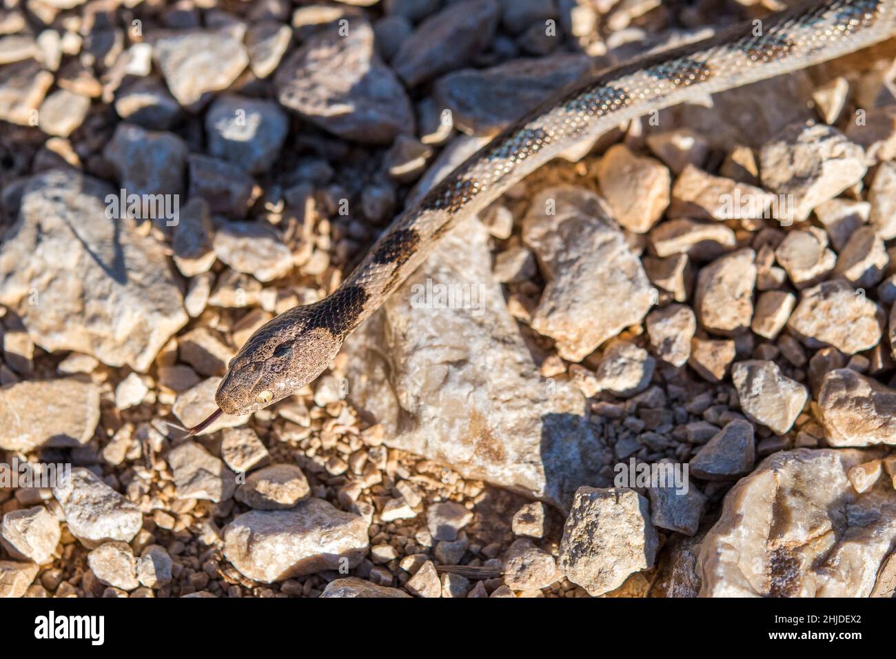 European cat snake (Telescopus fallax Stock Photo - Alamy