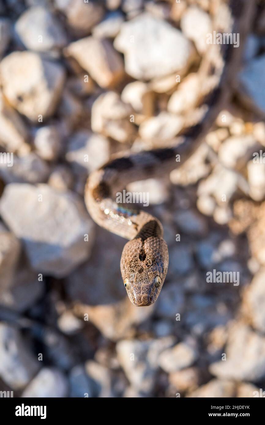 European cat snake (Telescopus fallax Stock Photo - Alamy