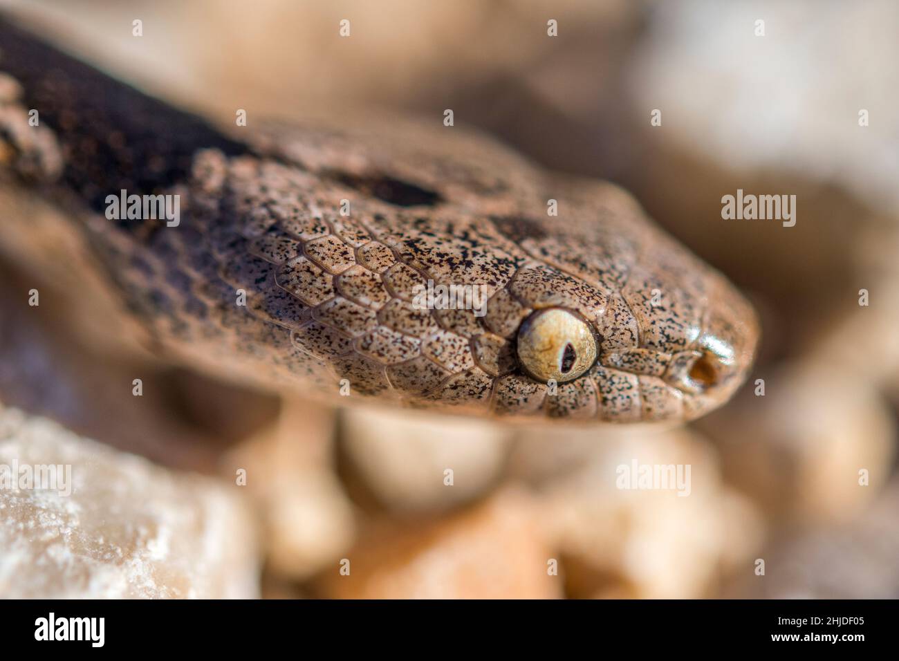 European cat snake (Telescopus fallax Stock Photo - Alamy