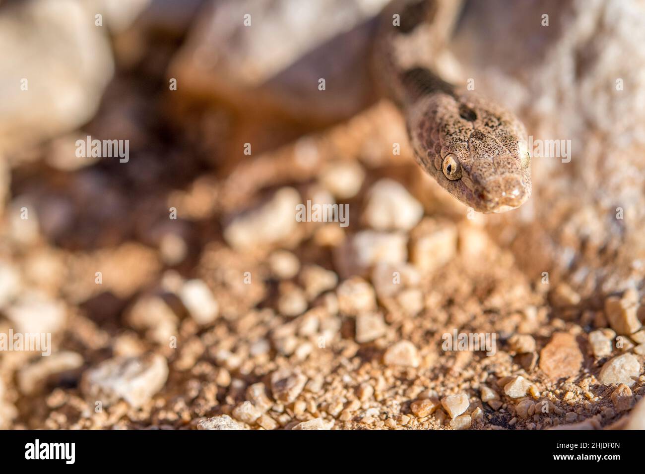 European cat snake (Telescopus fallax Stock Photo - Alamy