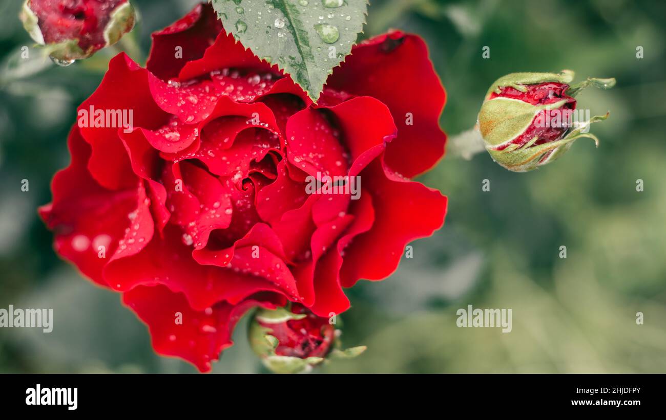 Close up image of red flower plant of big Hommage a Barbara wavy rose ...