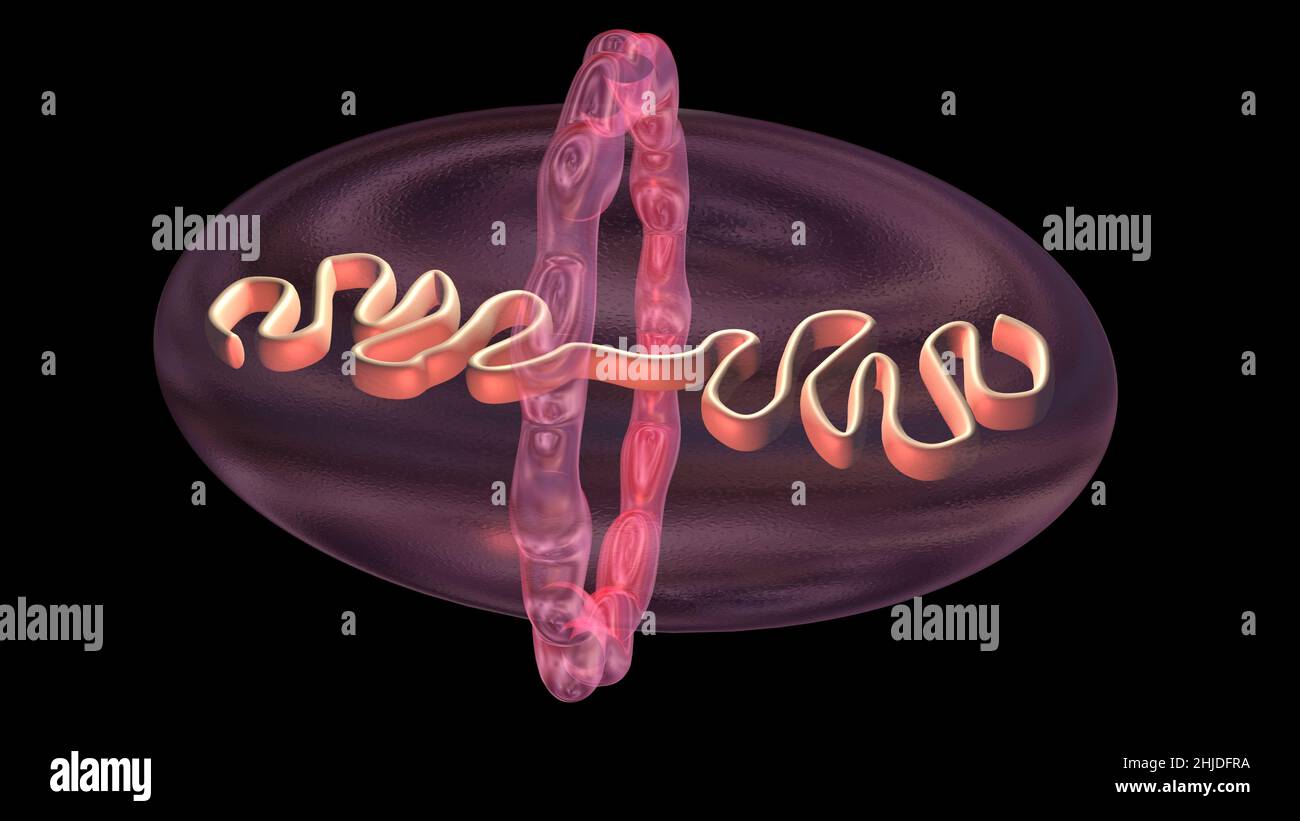 Cell dividing . Mitochondria splitting, DNA replication. 3d render ...