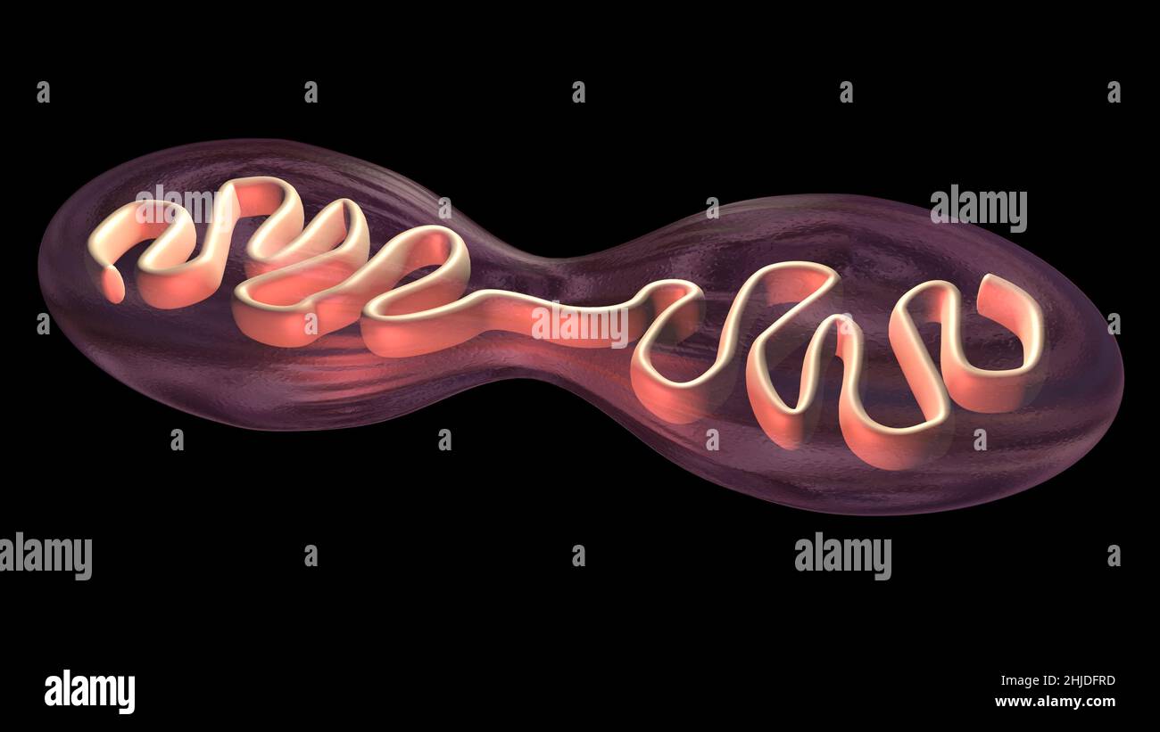 Cell dividing . Mitochondria splitting, DNA replication. 3d render ...