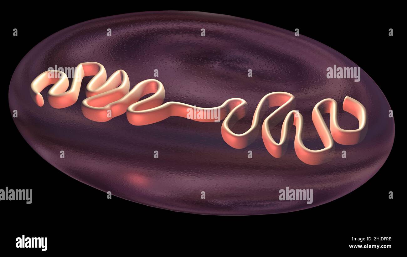 Mitochondrial fission hi-res stock photography and images - Alamy