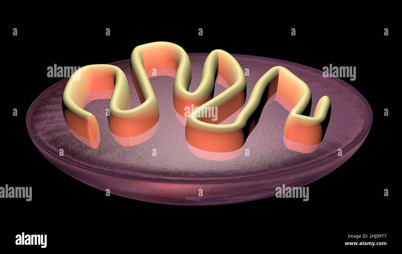 Cell dividing . Mitochondria splitting, DNA replication. 3d render ...
