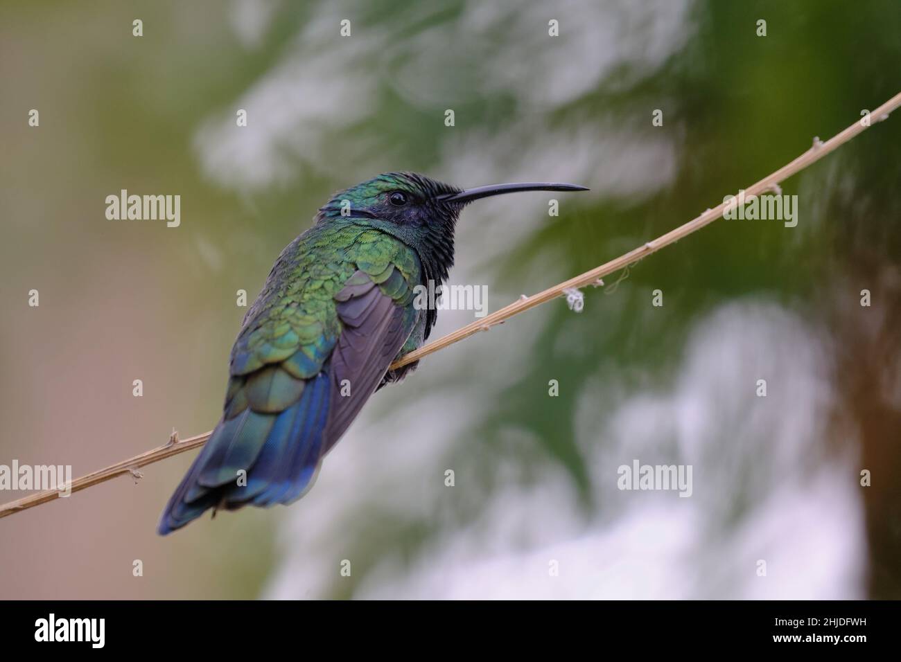 Sparkling violet-ear (Colibri coruscans), a beautiful specimen perched ...