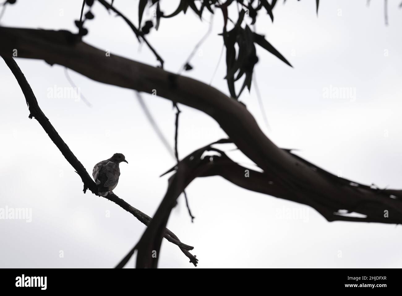 Pigeon in tree in backlight hi-res stock photography and images - Alamy