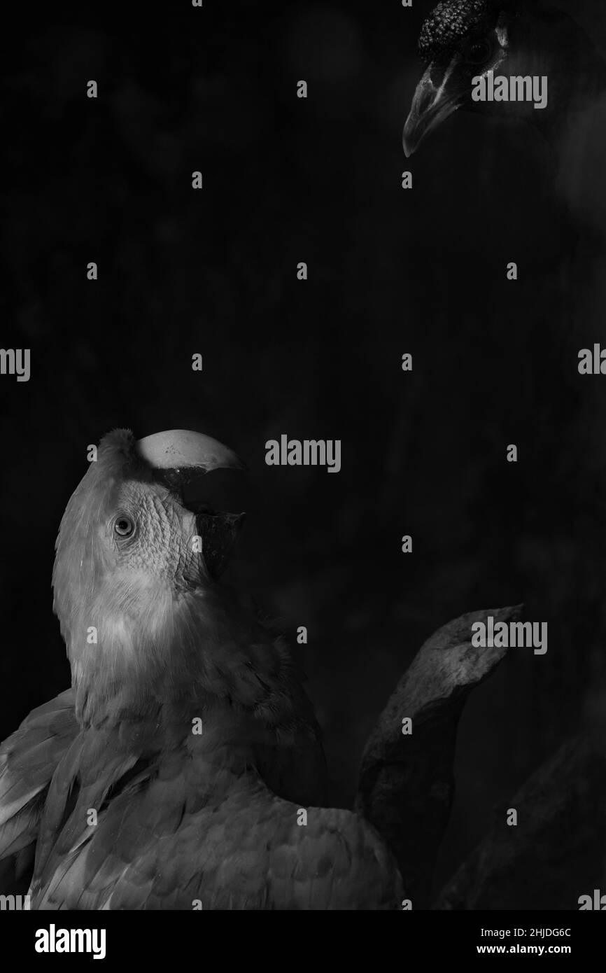 Dispute between macaw and peacock locked in captivity Stock Photo - Alamy