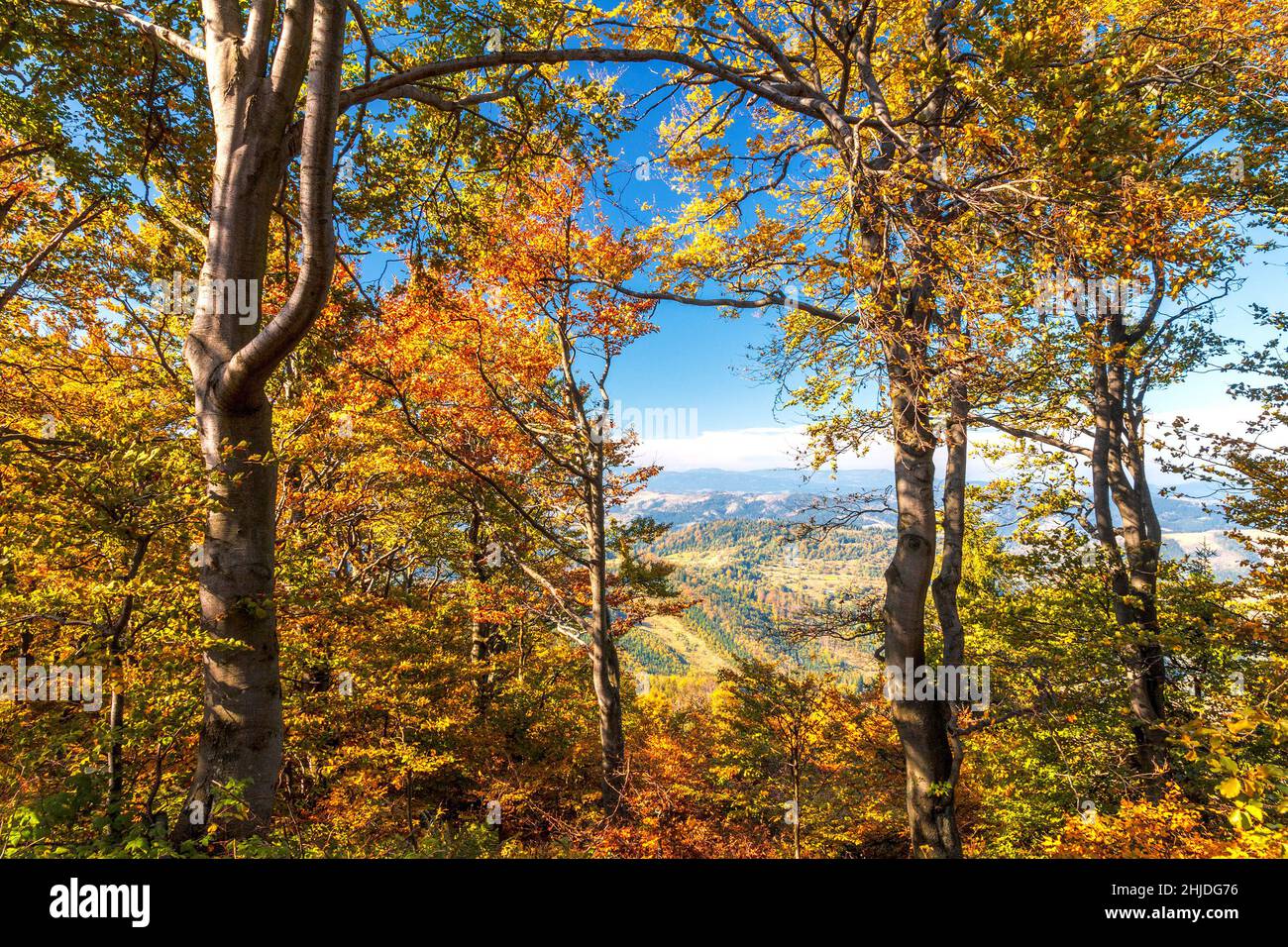 Beautiful forest in november europe hi-res stock photography and images ...