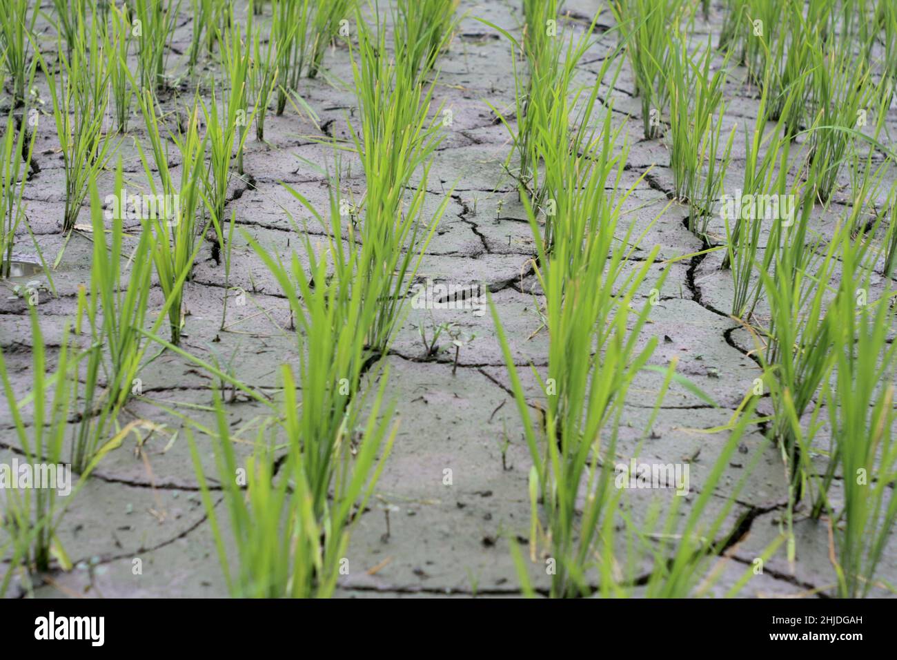 Drought in rice field Stock Photo - Alamy