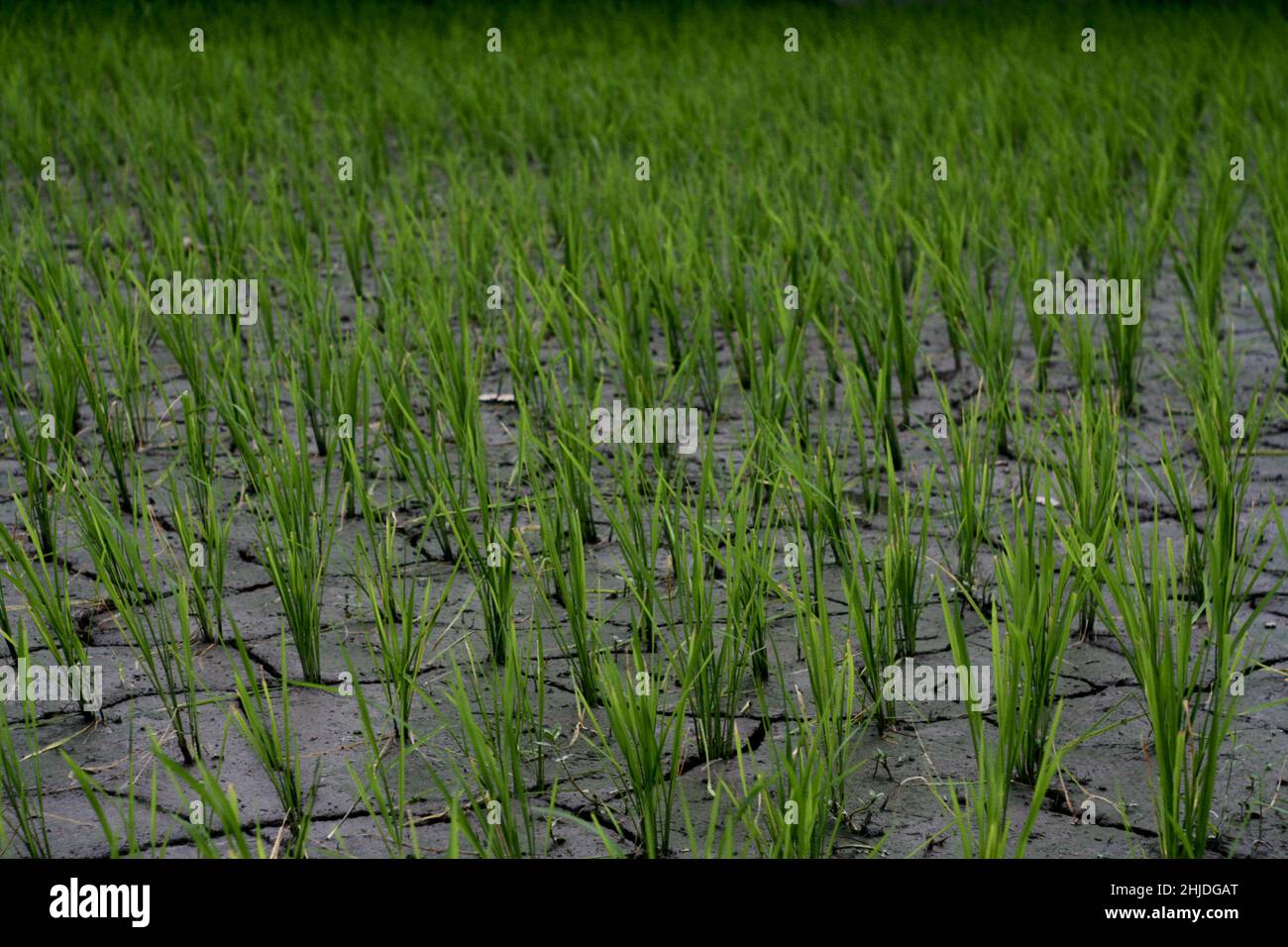 Drought in rice field Stock Photo - Alamy