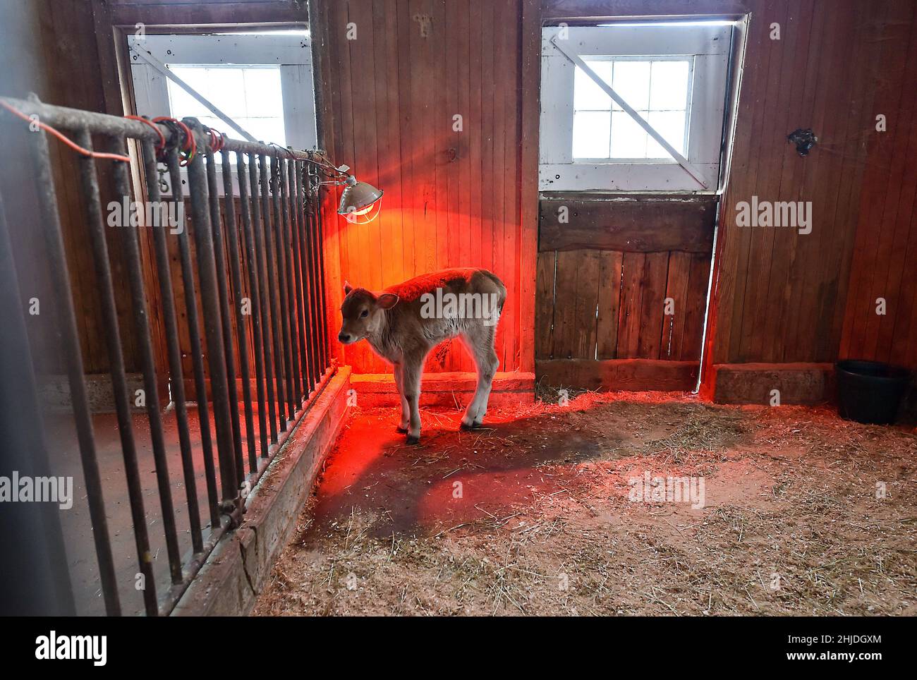 A week old calf seen standing under a heat lamp to keep warm during the ...