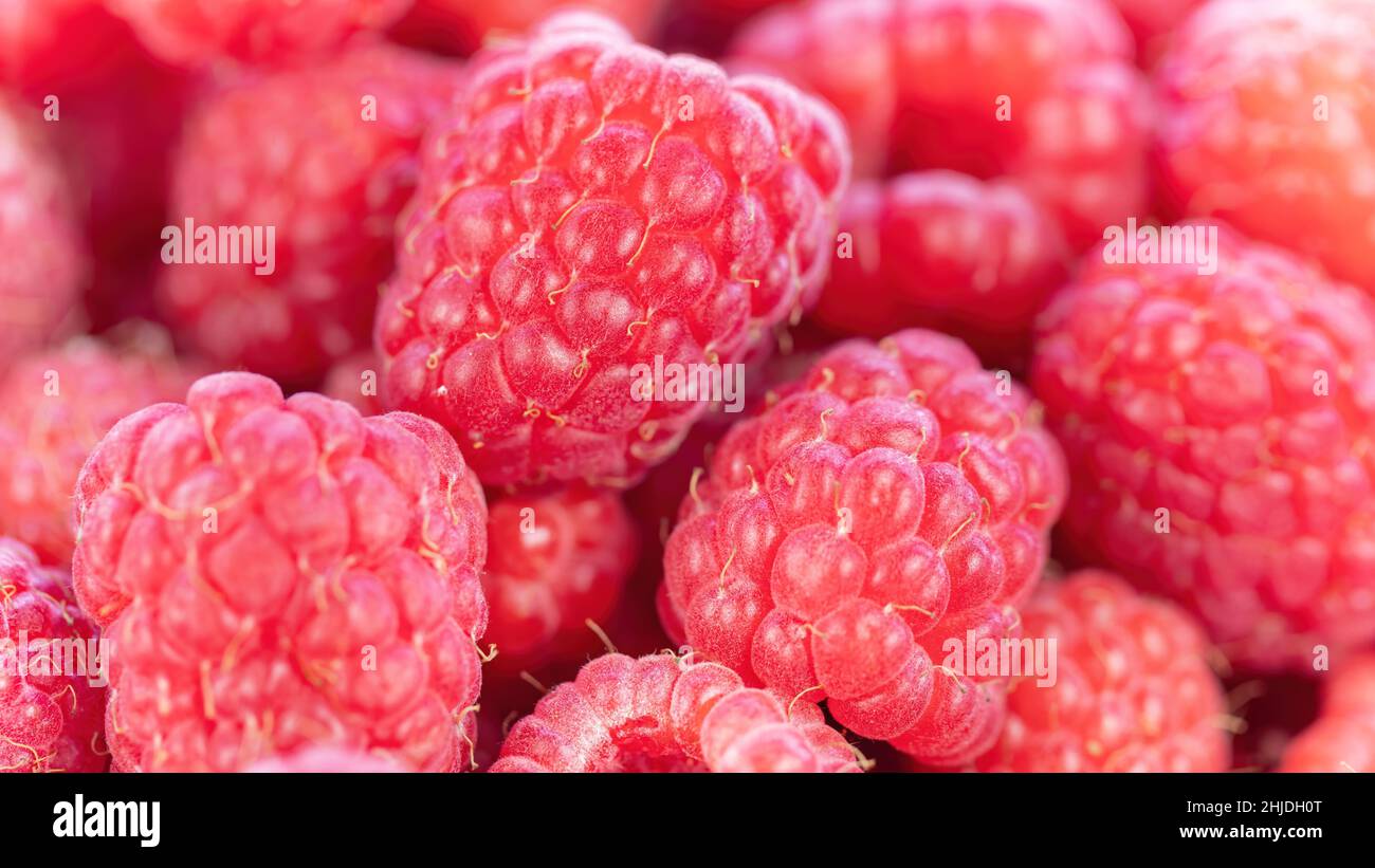 Raspberry macro photography. Detailed raspberry berries for pink fruit ...