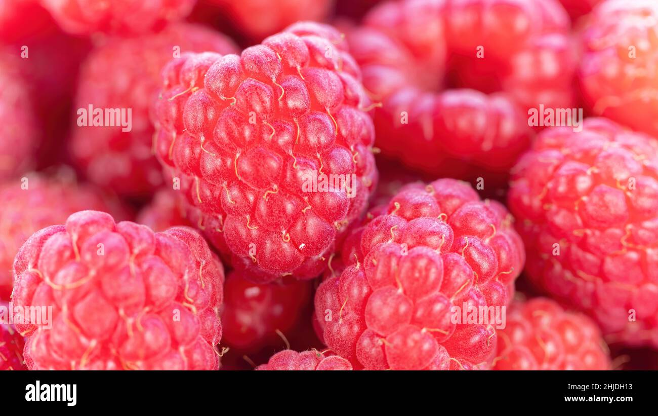 Raspberry berries macro photography. Juicy ripe raspberries background ...