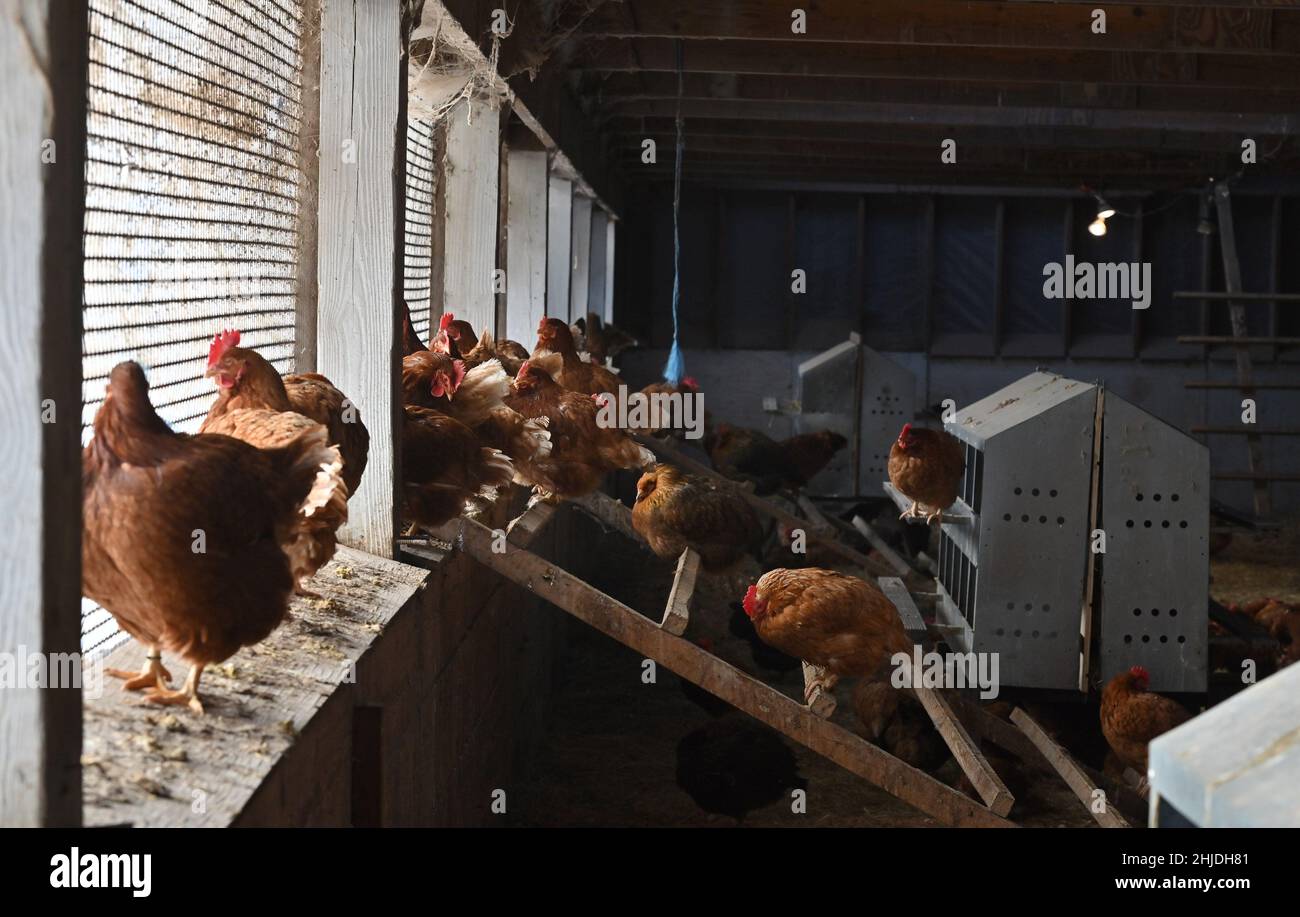 Pennsylvania chickens hi-res stock photography and images - Alamy